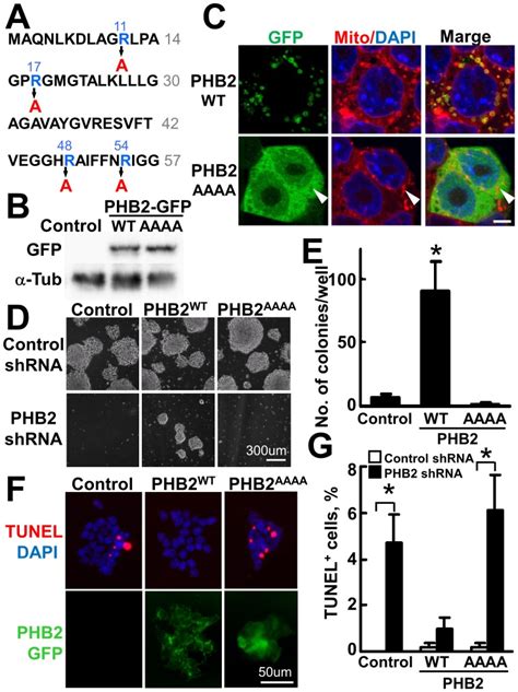 A N Terminal Sequence Of The Mitochondria Targeting Signal Mutated