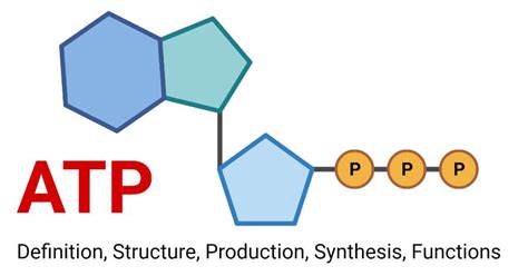 ATP Definition Structure Production Synthesis Functions