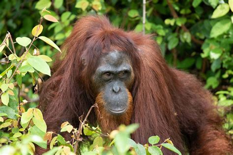 Java And Borneo Landscapes And Culture Photography Tours And