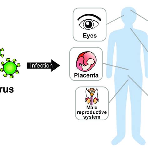 Dissemination Of Zikv In Multiple Organs Download Scientific Diagram