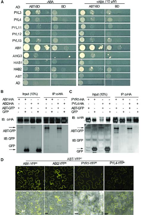 Interactions Between Abt And Aba Core Signaling Components Download