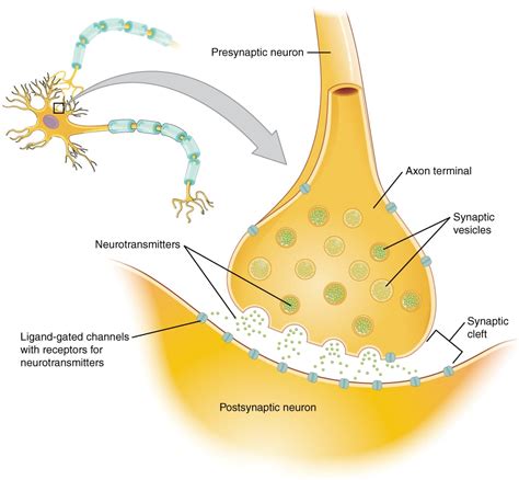 Motor Neuron Neurotransmitter