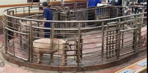 便當 台糖安心豚梅花肉片被台中市驗出含瘦肉精西布特羅，引發譁然。彰 Fanclub