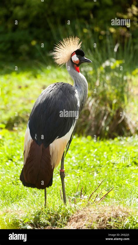 Grey Crowned Crane Stock Photo Alamy