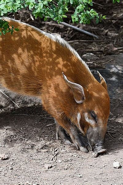 Red River Hogs Zena And Gus Make Moves To Support Species Survival