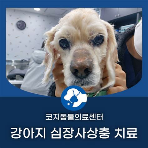 강아지 심장사상충 증상 안락사 직전 유기견 구조하여 신체검사 및 관리 진행한 감자 네이버 블로그