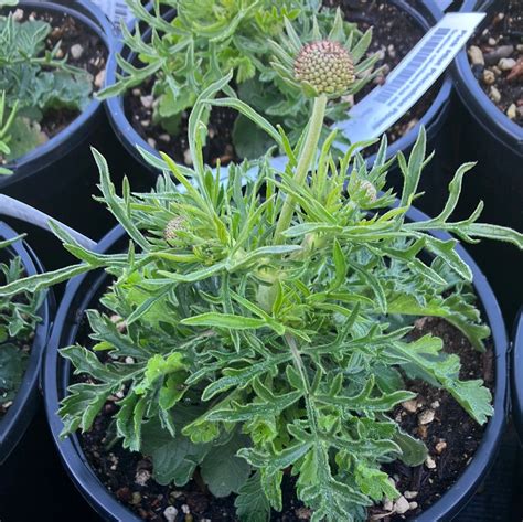 Pink Mist Pincushion Flower For Sale Online The Greenhouse