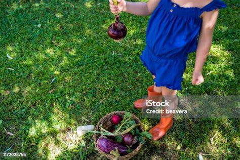 건강한 라이프 스타일을 위한 가족의 건강한 가치 유기농 채소를 들고 있는 작은 아이 Veganuary에 대한 스톡 사진 및 기타