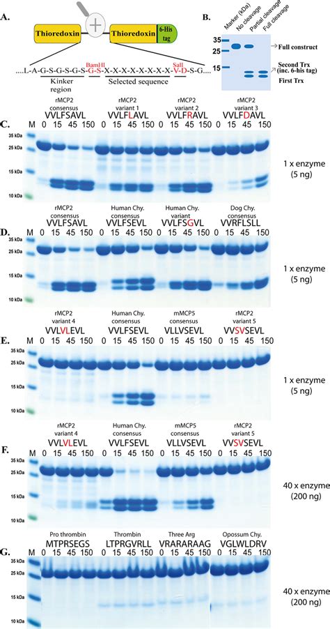 Analysis Of The Cleavage Specificity By The Use Of Recombinant Protein Download Scientific