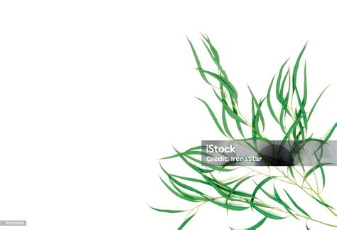 녹색 유칼립투스 잎 가지 허브 식물은 흰색 배경 평면도에 프레임 테두리 복사 공간 플랫 레이 0명에 대한 스톡 사진 및 기타