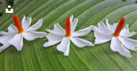 녹색 잎 위에 앉아있는 흰 꽃 무리 사진 Unsplash의 무료 재스민 플라워 이미지