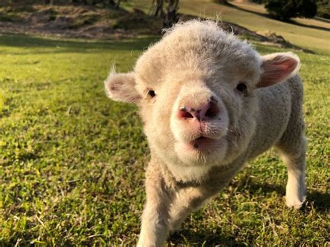 日本羊羊得意動物公園軟萌羊咩咩萌遍網路 Q照滿滿治癒感想去數羊 日本風向球