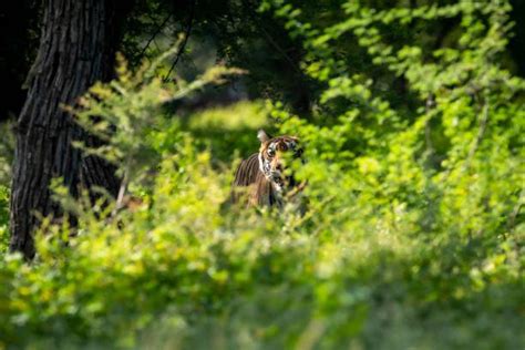 Management Functions Of Buffer Zones WealthInWastes