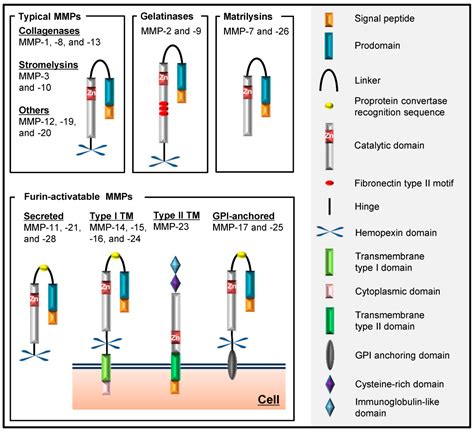 Ijms Free Full Text Matrix Metalloproteinases In Non Neoplastic