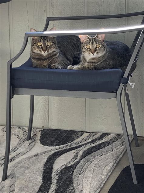 Our Standard Issue Princesses R Standardissuecat