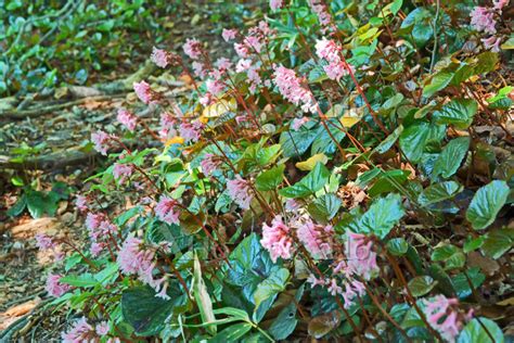 滋賀県 赤坂山のオオイワカガミの花 65540435 の写真素材 アフロ