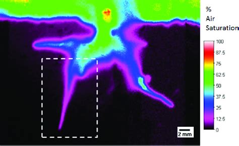 Oxygen Distributions Imaged By A Planar Optode Sensor Within A Rice