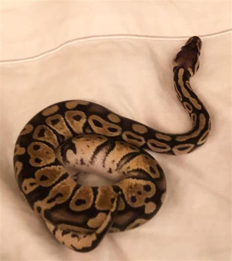 Is My Ball Python Underweight Rballpython