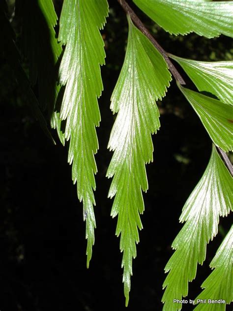Asplenium Polyodon Alchetron The Free Social Encyclopedia