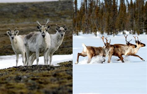 Peary Caribou Predators