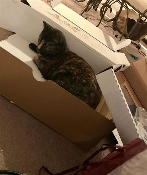 We Got Cable Again And Izzy Is In Cat Heaven Scrolller