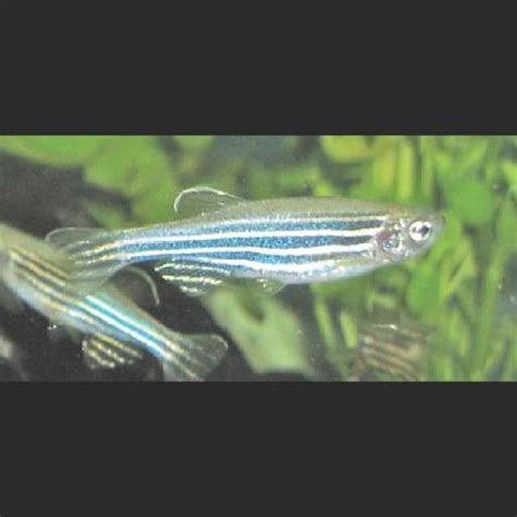 My First Project Object Detection Dataset By Ahmer Sajjad