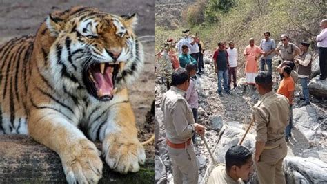 पौड़ी में नहीं थम रहा बाघ का आतंक रिटायर्ड शिक्षक को बनाया शिकार 4 दिन