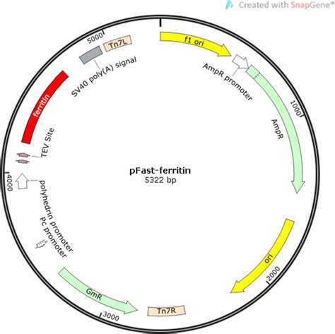 Schematic Representation Of The Recombinant Transfer Vector Pfast