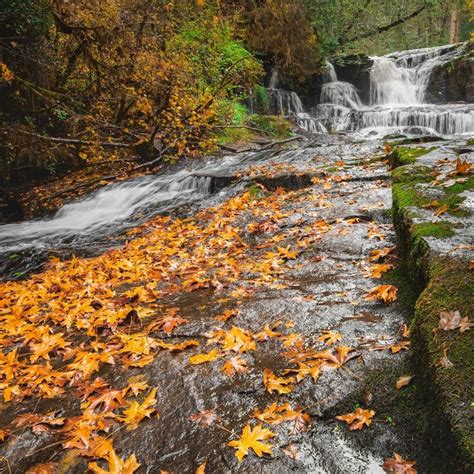 Alsea Falls Oregon With Fall Foliage