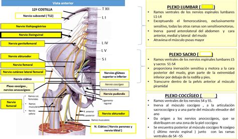 Distribuicao Do Nervo Ilioinguinal Clínica Factum Cirurgia Do