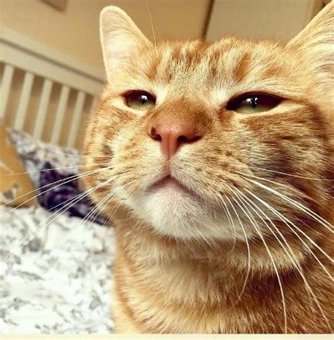 今日一宠橘猫eric前来报到~ 搜狐大视野 搜狐新闻