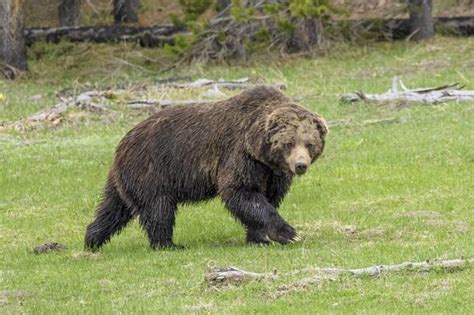 Hiker Miraculously Survives After Being Mauled By Brown Bear Us News
