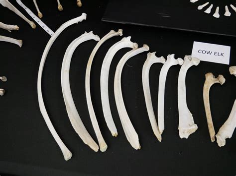 Cow Elk Skull Teeth Ribs And Vertbra Etsy