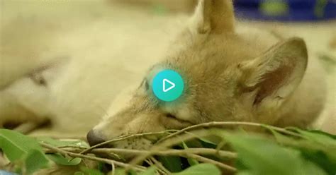 Shadow The Wolf Pup  On Imgur