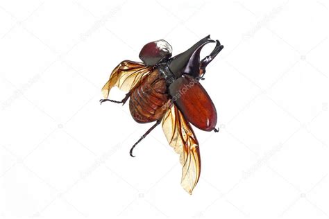 Escarabajo Rinoceronte Siamés Volando Isoaltado Sobre Fondo Blanco El Escarabajo Rinoceronte