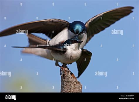 Female Tree Swallow Hi Res Stock Photography And Images Alamy