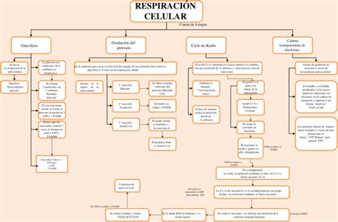 Mapas conceptuales de la Respiración Celular Descargar