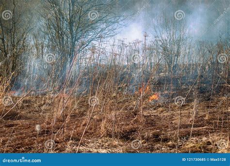 La Hierba Seca Se Arde Entre Los Arbustos Fuego En área De Los
