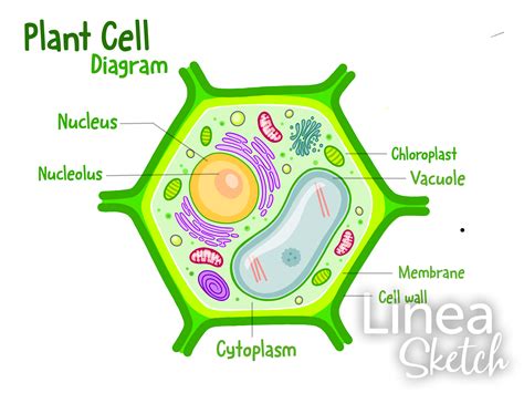 Pin Oleh Bala Krishana Di Quick Saves Biologi Ekosistem Pola