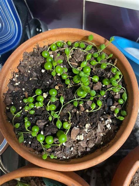 When To Repot String Of Pearls Explained Plants Craze