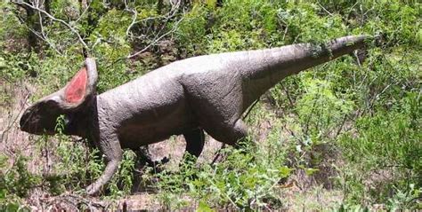 Protoceratops Dinosaur Photos Information Protoceratops Gallery