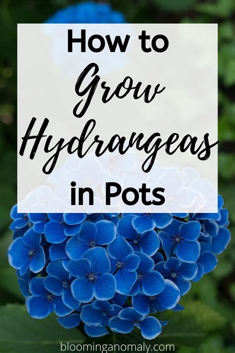 How To Grow Hydrangeas Artofit