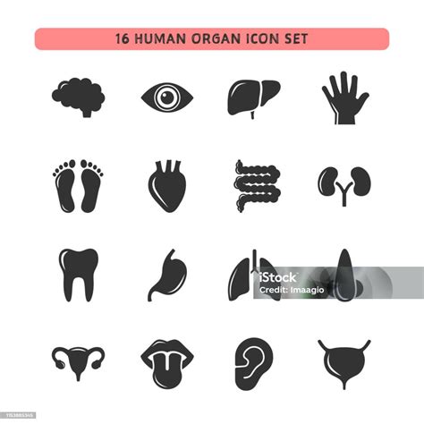 Menselijke Orgel Icon Set Stockvectorkunst En Meer Beelden Van Anatomie
