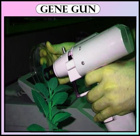 What Is Meant By The Gene Gun Method