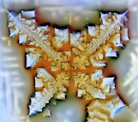 Recrystallized Soy Sauce Light Micrograph Stock Image C054 2066