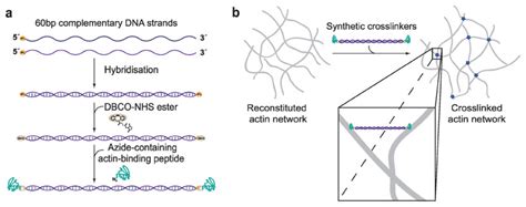 Constructing Synthetic Actin Crosslinkers Download Scientific Diagram