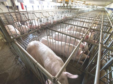 Gestation Crates