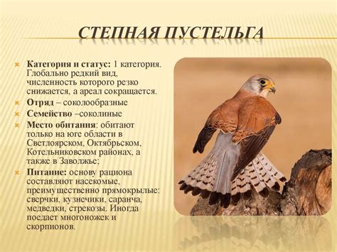 Птицы Волгоградской области занесенные в Красную книгу презентация онлайн