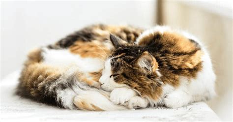 Why Do Cats Curl Up When They Sleep
