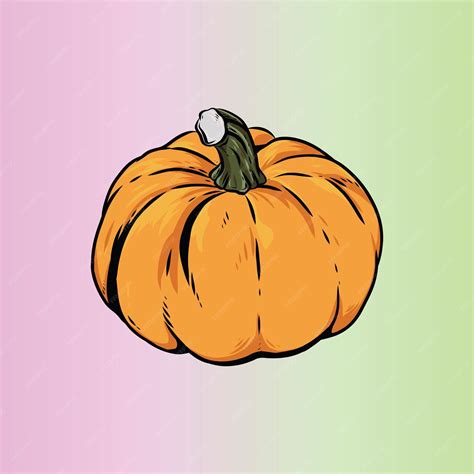 Premium Vector Squash Vegetable Vector Illustration